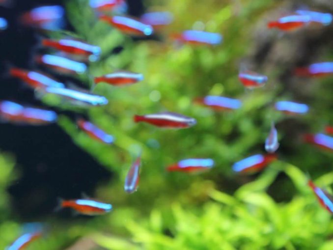 Neonsalmler (Paracheirodon innesi) › Aquariumratgeber.de