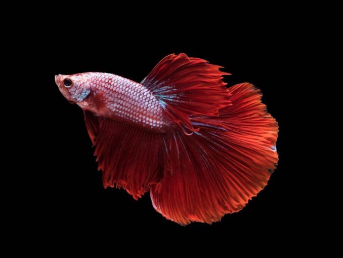Betta imbellis – Friedlicher Kampffisch › Aquariumratgeber.de