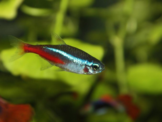 Roter Neon, Kardinaltetra (Paracheirodon axelrodi) › Aquariumratgeber.de