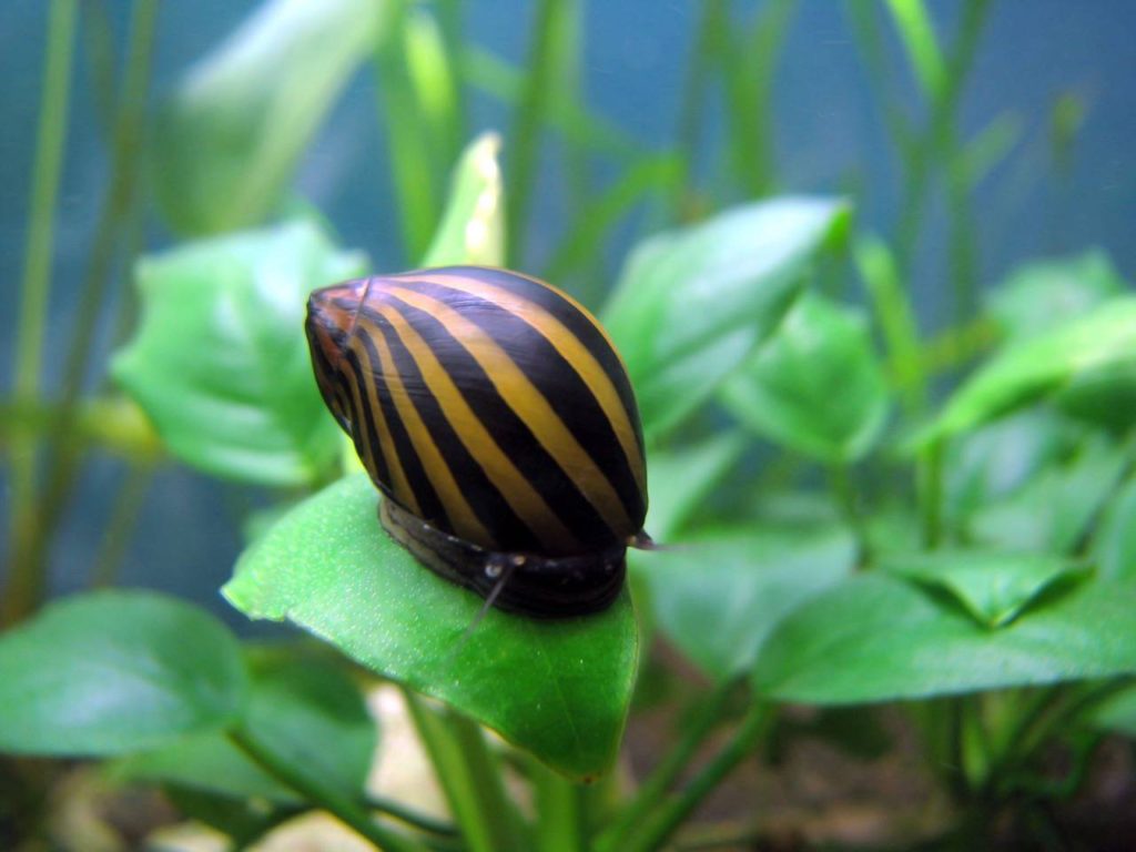 rundblättrige Rotala (Rotala rotundifolia) › Aquariumratgeber.de